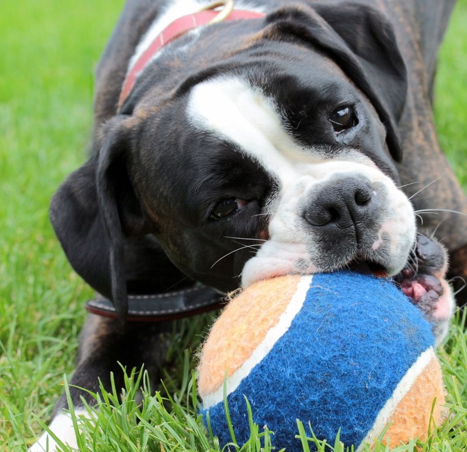 Gedrag van een dier - Letselschade advocaat